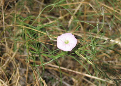 Pink Bindweed – Euroa Arboretum