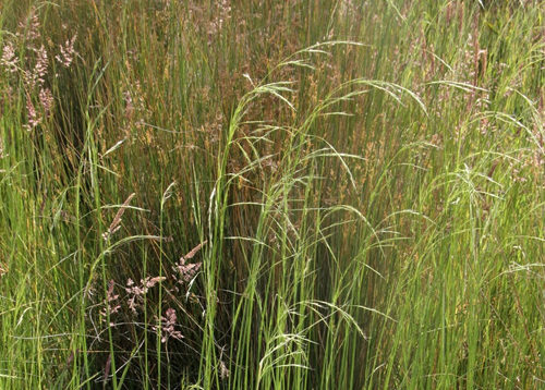 Common Swamp Wallaby Grass – Euroa Arboretum