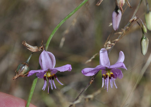Nodding Chocolate-Lily – Euroa Arboretum