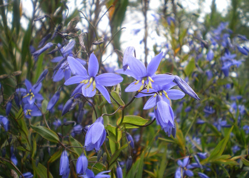 Nodding Blue Lily – Euroa Arboretum