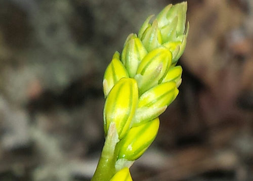 Rock Lily – Euroa Arboretum