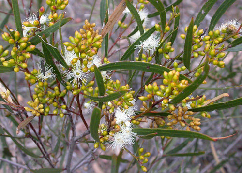Green Mallee – Euroa Arboretum