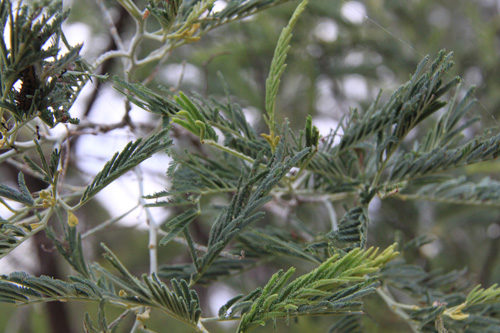 Black Wattle – Euroa Arboretum