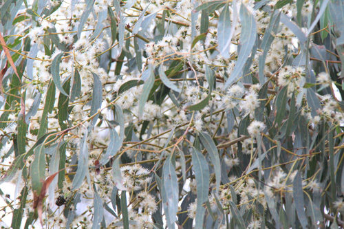 Manna Gum – Euroa Arboretum