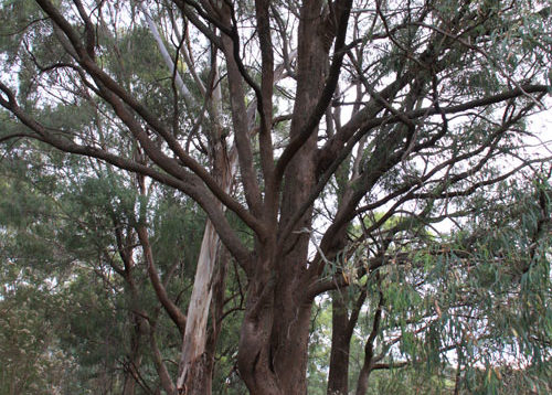 Narrow-leaved Peppermint – Euroa Arboretum