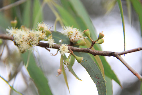 Narrow-leaved Peppermint – Euroa Arboretum