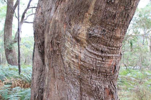 Narrow-leaved Peppermint – Euroa Arboretum