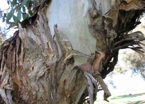 Yellow Box – Euroa Arboretum