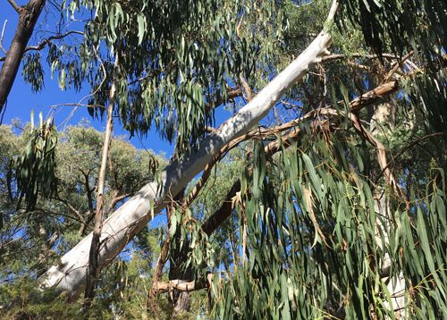 Blue Gum – Euroa Arboretum