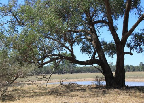 Grey Box – Euroa Arboretum