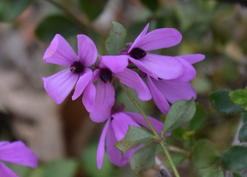 Pink-bells – Euroa Arboretum