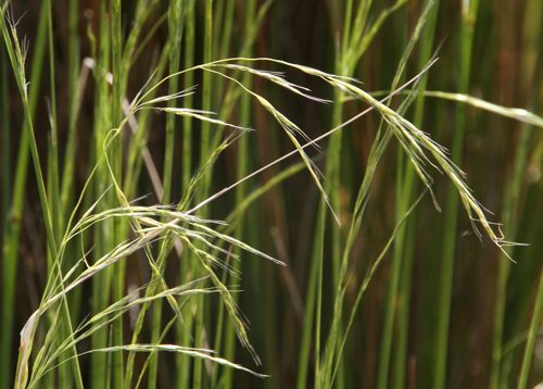 Common Swamp Wallaby Grass – Euroa Arboretum