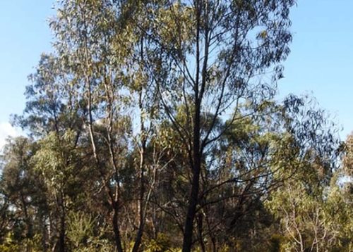 Lightwood Wattle – Euroa Arboretum