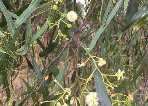 Lightwood Wattle – Euroa Arboretum
